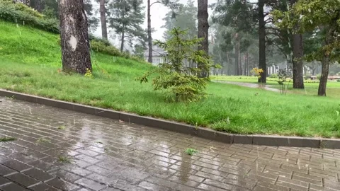 Heavy rain shower in a park with pine tr... | Stock Video | Pond5
