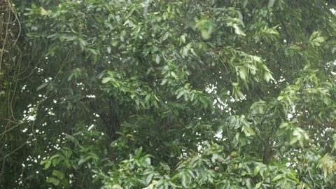 heavy rain with wind blowing to the big ... | Stock Video | Pond5