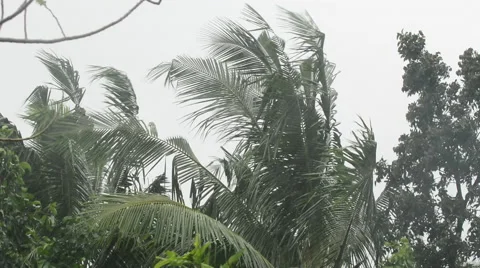 Heavy rainfall with trees in background | Stock Video | Pond5
