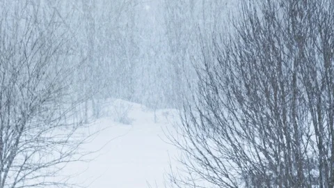 Heavy snow storm with trees and bushes i... | Stock Video | Pond5