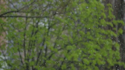 heavy spring rain drops fall on tree wit... | Stock Video | Pond5