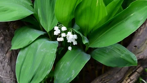 Heavy R Swing Stock Videos – Royalty-Free HD & 4K Videos