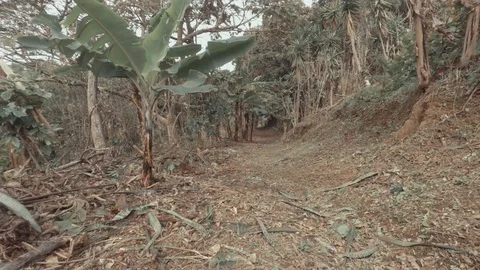 Heavy Wind Picking Up In Pathway Through... | Stock Video | Pond5
