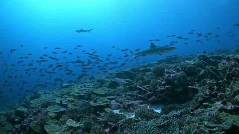 Hectic underwater scene with fish and sh... | Stock Video | Pond5