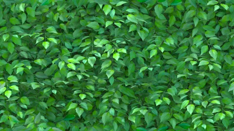 Hedge leaf texture LOOP TILE. This natur... | Stock Video | Pond5