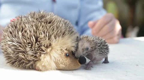 Stock Footage by Positiveagitationpictures | Official Pond5 Storefront