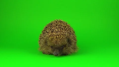 Hedgehog on a green background screen | Stock Video | Pond5