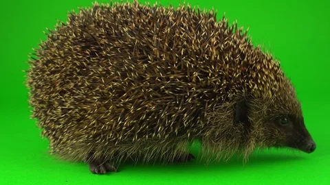 Hedgehog on a green background screen | Stock Video | Pond5