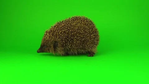 Hedgehog on a green background screen | Stock Video | Pond5