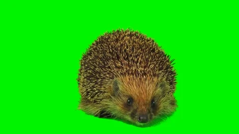 hedgehog on green screen background | Stock Video | Pond5