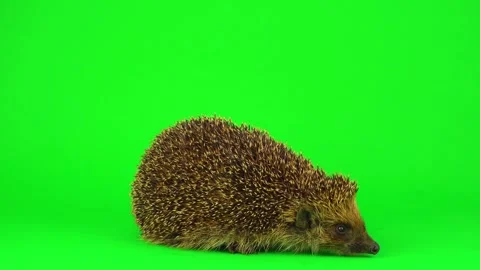 hedgehog on green screen background | Stock Video | Pond5