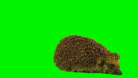hedgehog on green screen background | Stock Video | Pond5