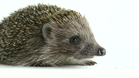 Hedgehog White Background Stock Videos – Royalty-Free HD & 4K Videos