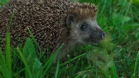 Hedgehog looks carefully, sniffs, licks ... | Stock Video | Pond5