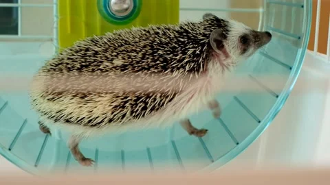 Running Wheel Stock Video Footage | Royalty Free Running Wheel Videos ...