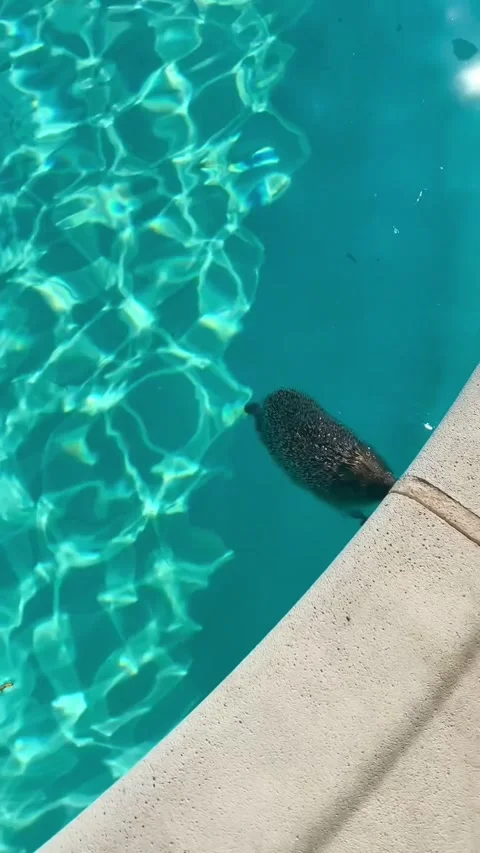 Hedgehog Saved From Swimming Pool, Raven... | Stock Video | Pond5