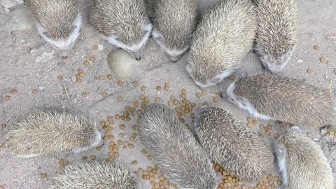 Group Of Hedgehogs Stock Videos – Royalty-Free HD & 4K Videos | Pond5