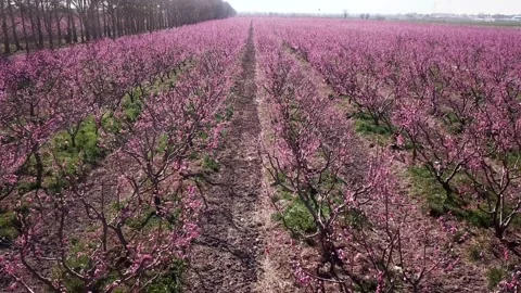 Hedgerow line of trees in a row border b... | Stock Video | Pond5