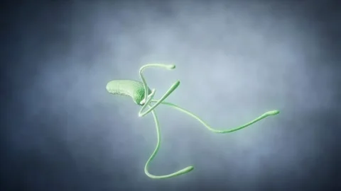 Helicobacter Pylori Stock Video Footage | Royalty Free Helicobacter ...