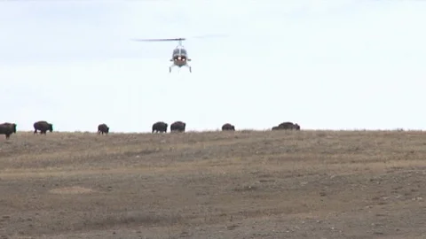 Meat Helicopter Stock Video Footage | Royalty Free Meat Helicopter ...