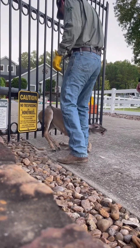 Helping a Deer Stuck in a Gate, usa - 01... | Stock Video | Pond5