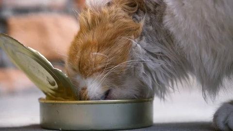 Guy Helping Animals Stock Videos – Royalty-Free HD & 4K Videos