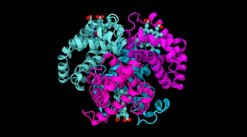 Hemoglobin Model Stock Videos – Royalty-Free HD & 4K Videos