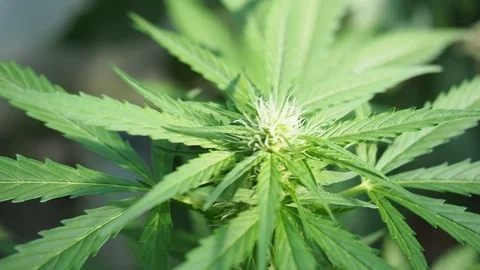 Cannabis Financing Stock Videos – Royalty-Free HD & 4K Videos