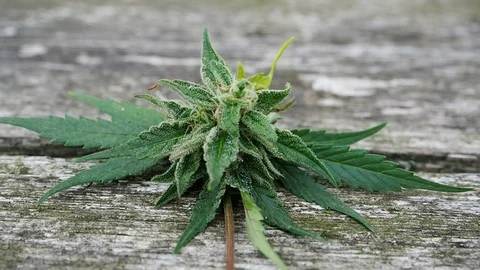 Indica Flower Videos Stock Videos – Royalty-Free HD & 4K Videos