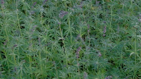 Violet Video Stock Videos – Royalty-Free HD & 4K Videos | Pond5