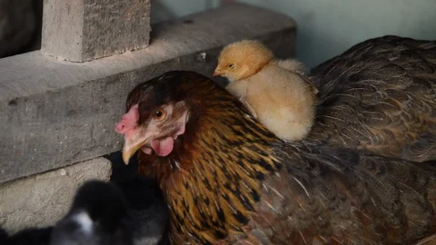 A hen and its chickens in a yard | Stock Video | Pond5