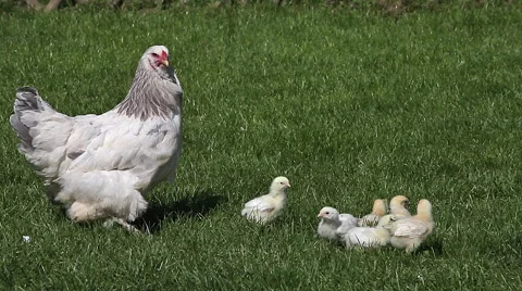 Chicken 3D Images Stock Videos – Royalty-Free HD & 4K Videos