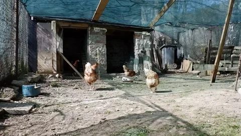 Hens in backyard. Hens running and grazi... | Stock Video | Pond5