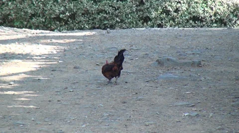 Hens, Chickens, Birds, Animals, 2D, 3D | Stock Video | Pond5