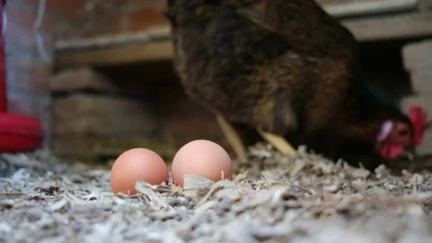 Hens in domestic chicken coop lay fresh ... | Stock Video | Pond5