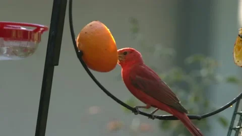 Hepatic Tanager Eating Feeding in Summer... | Stock Video | Pond5