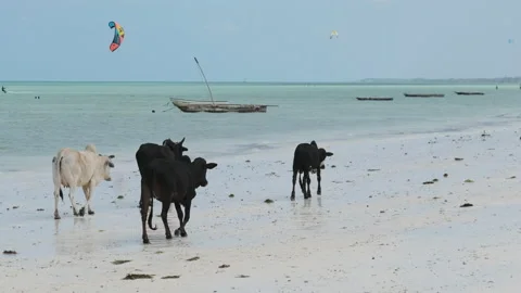 Herd of African Humpback Cows Walks on S... | Stock Video | Pond5