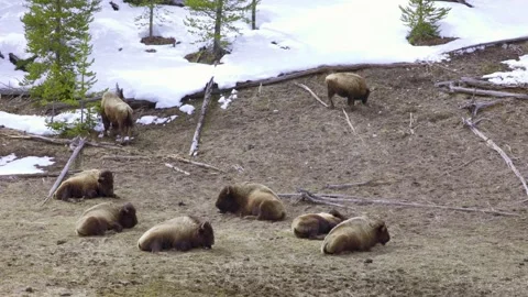 Herd of Bison Laying Down in Grasslands,... | Stock Video | Pond5