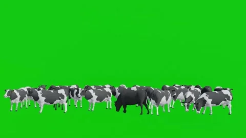 Green Screen Cow Stock Video Footage | Royalty Free Green Screen Cow ...