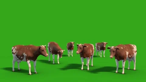 Herd of Cows Farm Animals Green Screen 3... | Stock Video | Pond5