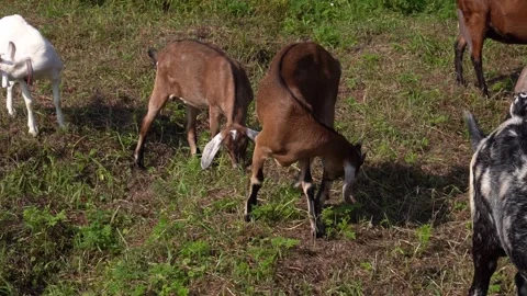 Herding Behavior Stock Videos – Royalty-Free HD & 4K Videos | Pond5