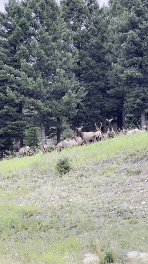 Big Sky Mooses Stock Videos – Royalty-Free HD & 4K Videos | Pond5