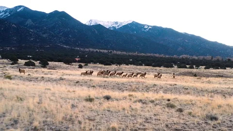 Wildlife Herd Moving Stock Videos – Royalty-Free HD & 4K Videos | Pond5