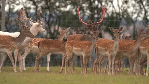 Herd Of Fallow Deer Running Together Ins... | Stock Video | Pond5