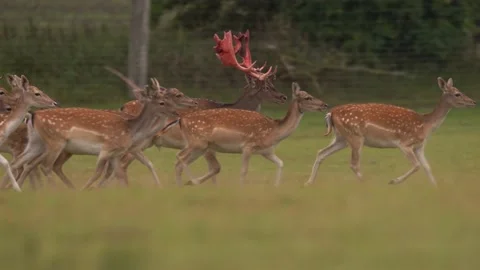 Herd Of Fallow Deer Running Together Ins... | Stock Video | Pond5
