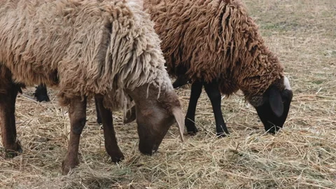 Fat Sheep Stock Videos – Royalty-Free HD & 4K Videos | Pond5