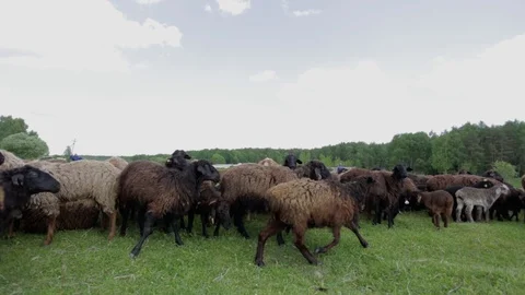 Running Away From Camera Stock Video Footage | Royalty Free Running ...