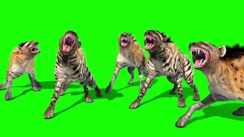 Hyenas Green Screen Stock Footage ~ Royalty Free Stock Videos | Pond5