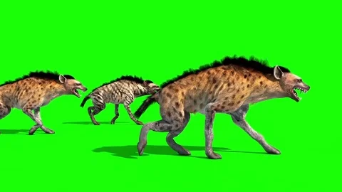 Hyenas Green Screen Stock Footage ~ Royalty Free Stock Videos | Pond5