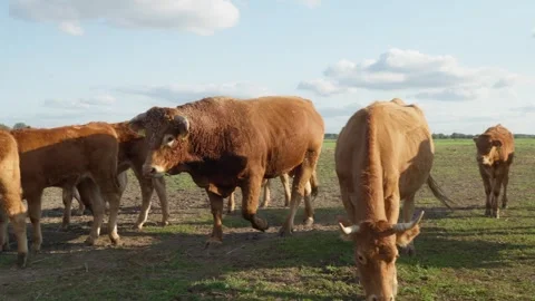 A herd of Limousin beef cows with calves... | Stock Video | Pond5